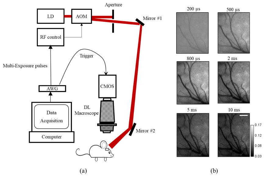 Imagerie fonctionnelle in vivo | Institut d'optique